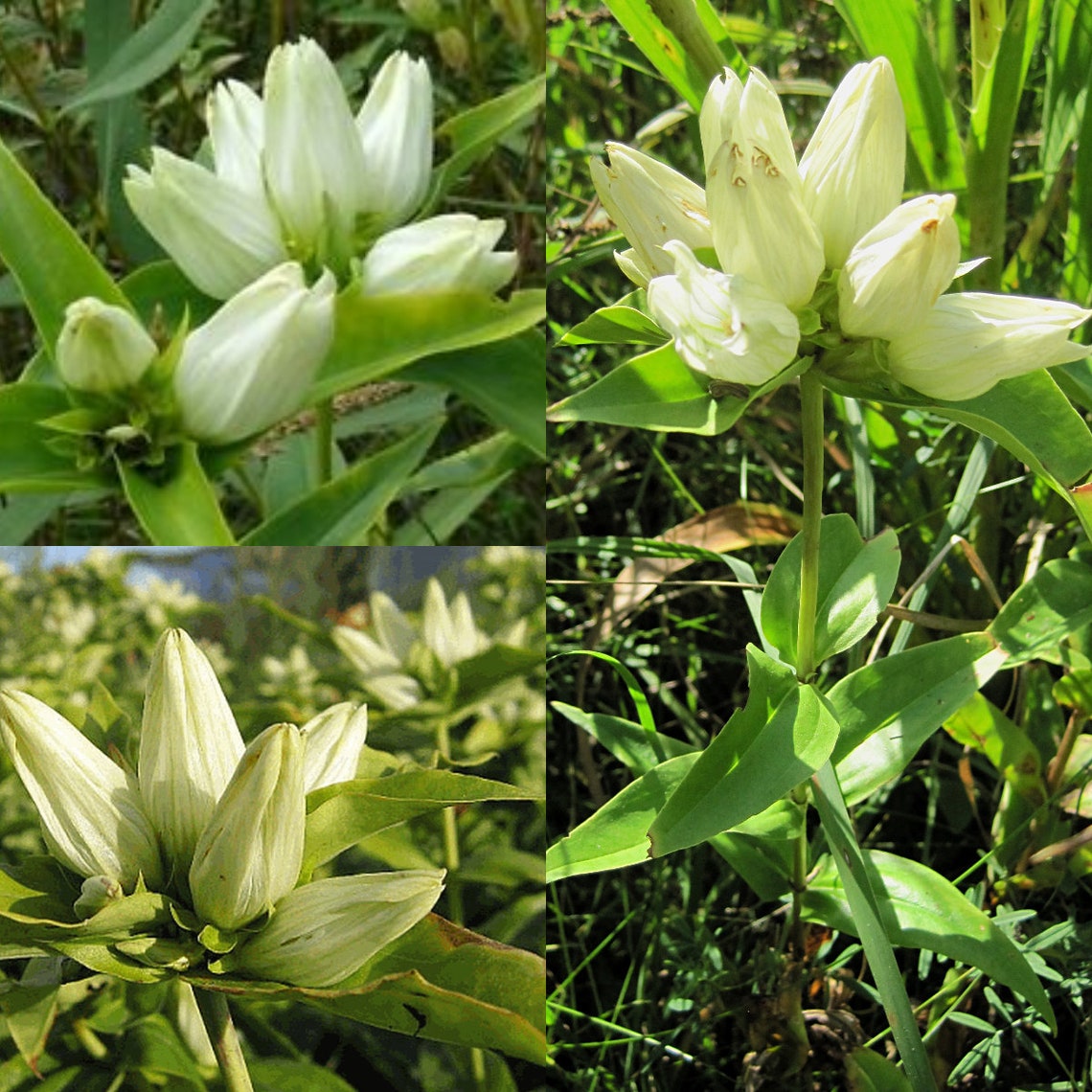 Seeds for Planting, Gentiana Flavida Seeds, Cream Gentian, ~ Bulk ...