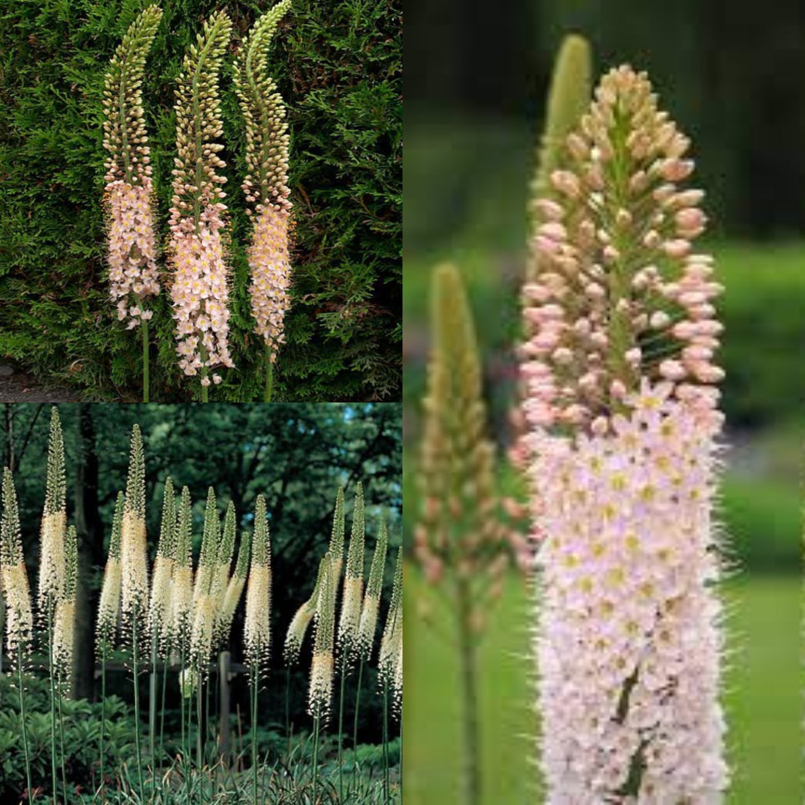 Seeds for Planting, Eremurus Robustus Seeds, Desert Candle, Foxtail ...