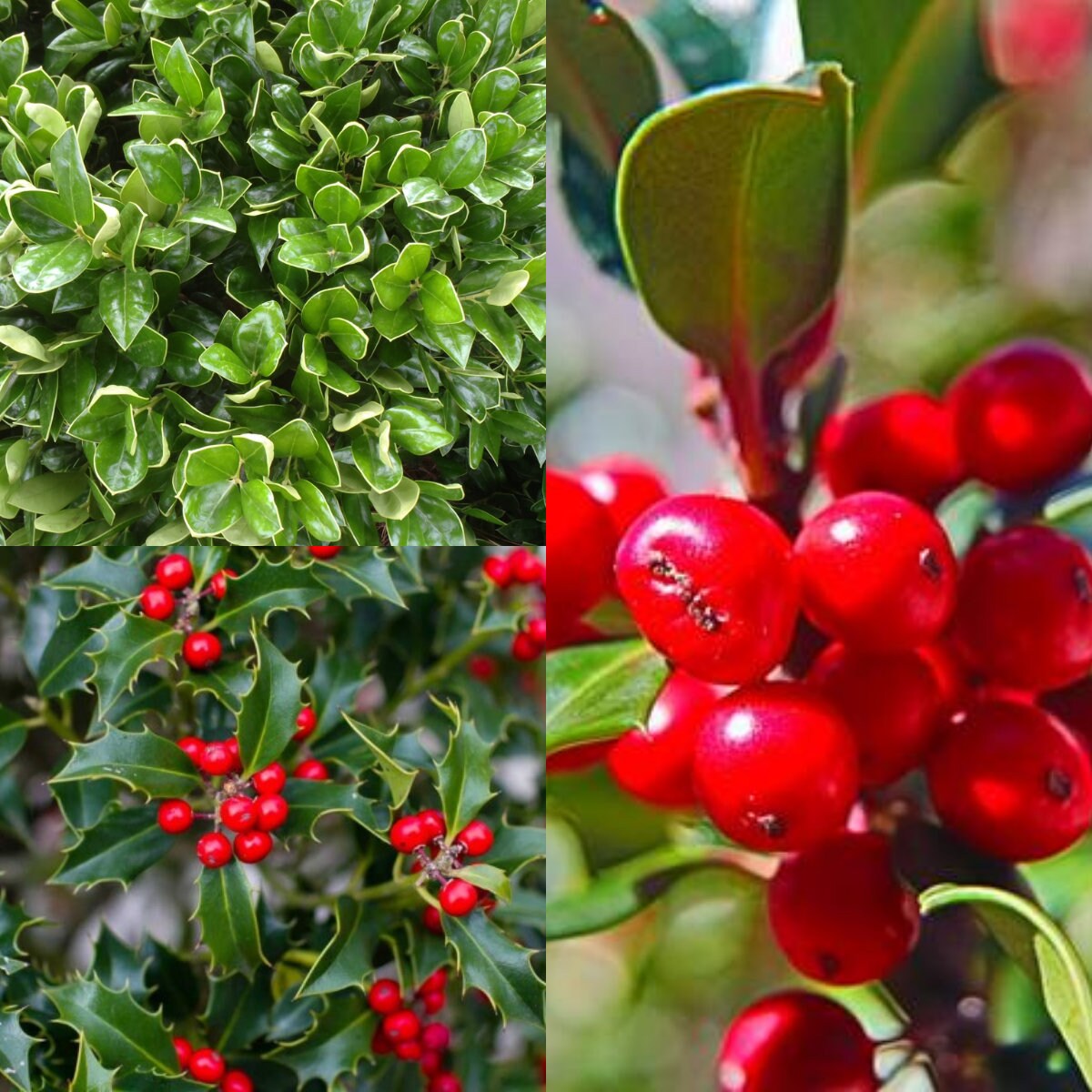 Chinese Holly