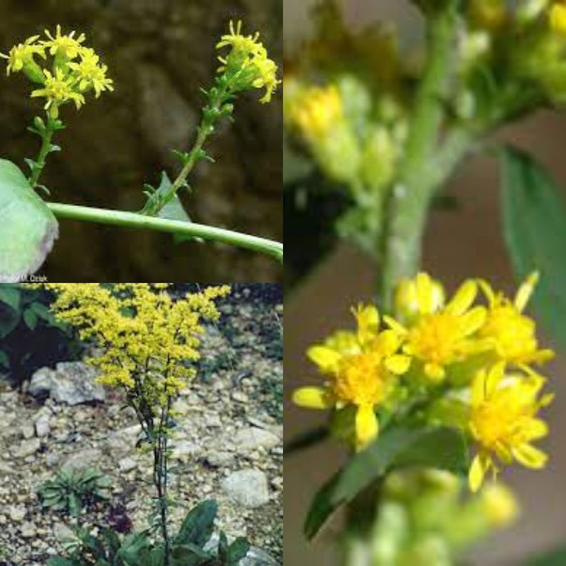 Seeds for Planting, Solidago Sciaphila Seeds, Driftless Goldenrod ...