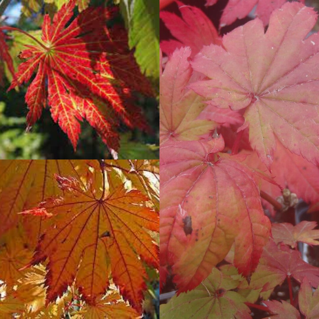 Seeds for Planting, Acer Japonicum Meigetsu Dry Seed, Meigetsu Full ...
