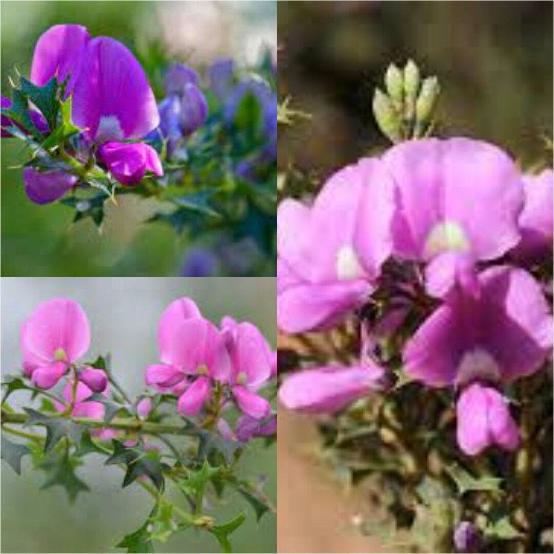 Seeds for Planting, Mirbelia Dilatata Seeds, Holly-leaved Mirbelia ...