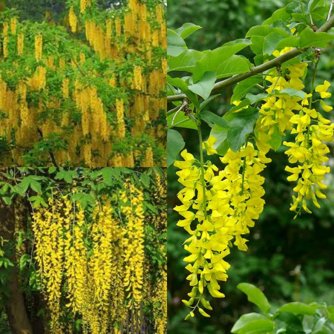 Seeds for Planting, Laburnum Alpinum Seeds, Scotch Laburnum,~ Bulk ...