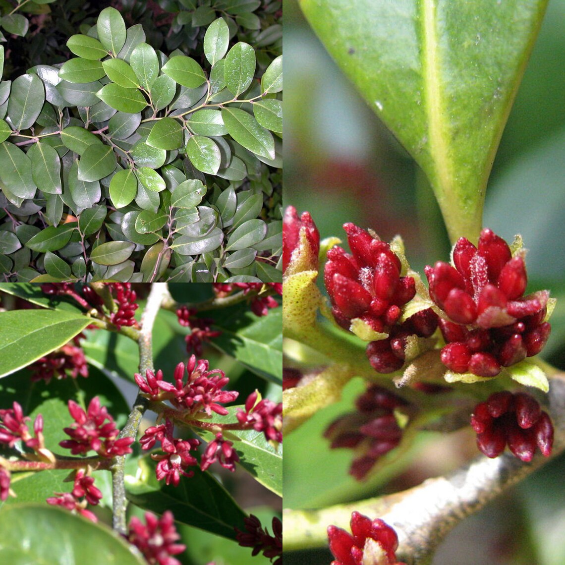 Seeds for Planting, Distylium Racemosum Seeds, Isu Tree,~ Bulk ...