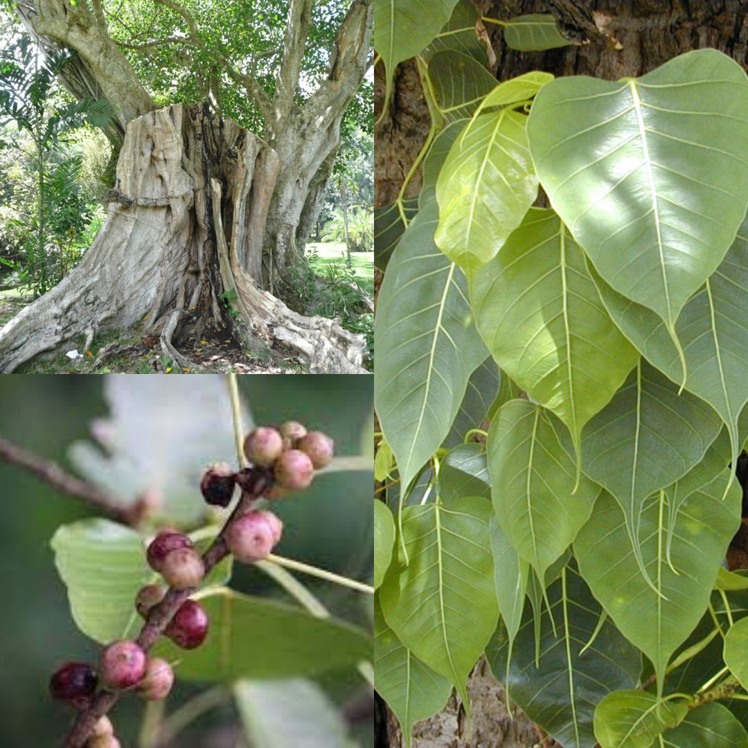 Seeds for Planting, Ficus Religiosa Seeds, Peepul Tree, Sacred Fig ...