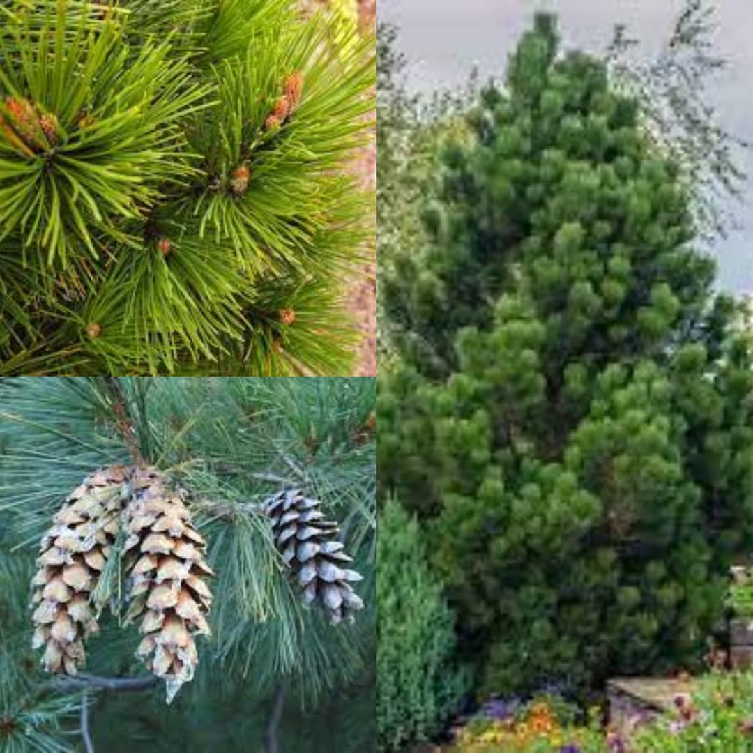 Seeds for Planting, Pinus Heldreichii Seeds, Bosnian Pine, Heldrich ...