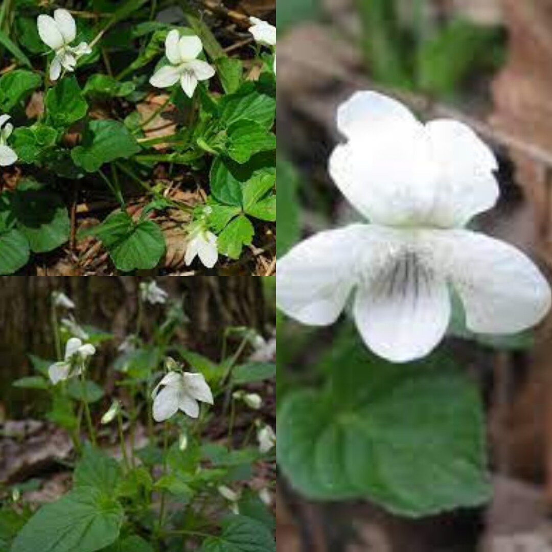 Seeds for Planting, Viola Striata Seeds, Pale Violet, Cream Violet ...