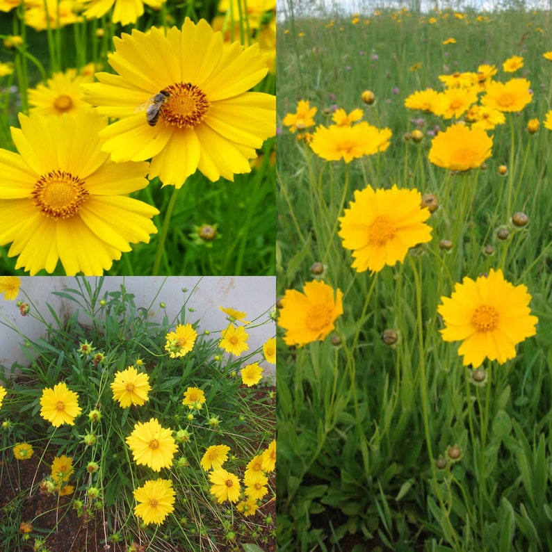 Seeds for Planting, Coreopsis Lanceolata Seeds, Lance-leaved Coreopsis ...