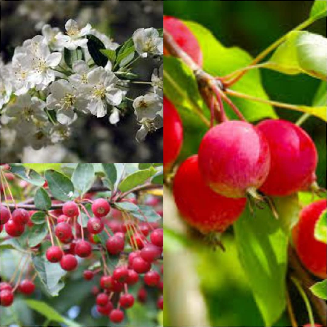 Seeds for Planting, Malus Sargentii Clean Seed, Sargent's Apple ...