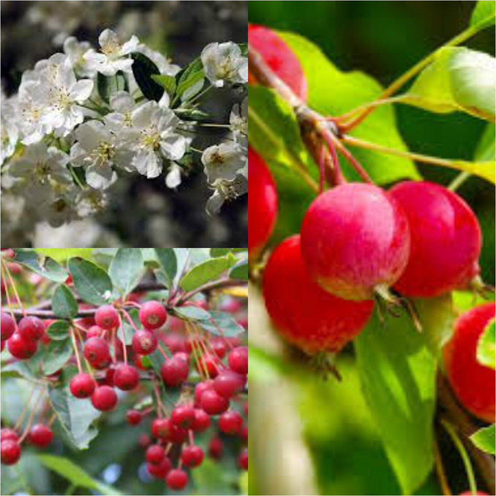 Seeds for Planting, Malus Sargentii Clean Seed, Sargent's Apple ...