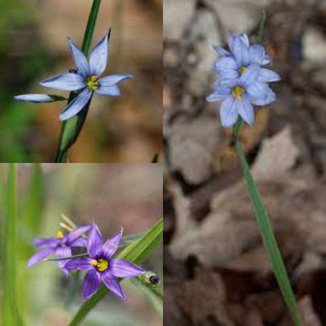 Seeds for Planting, Sisyrinchium Campestre Seeds, Prairie Blueeyed ...
