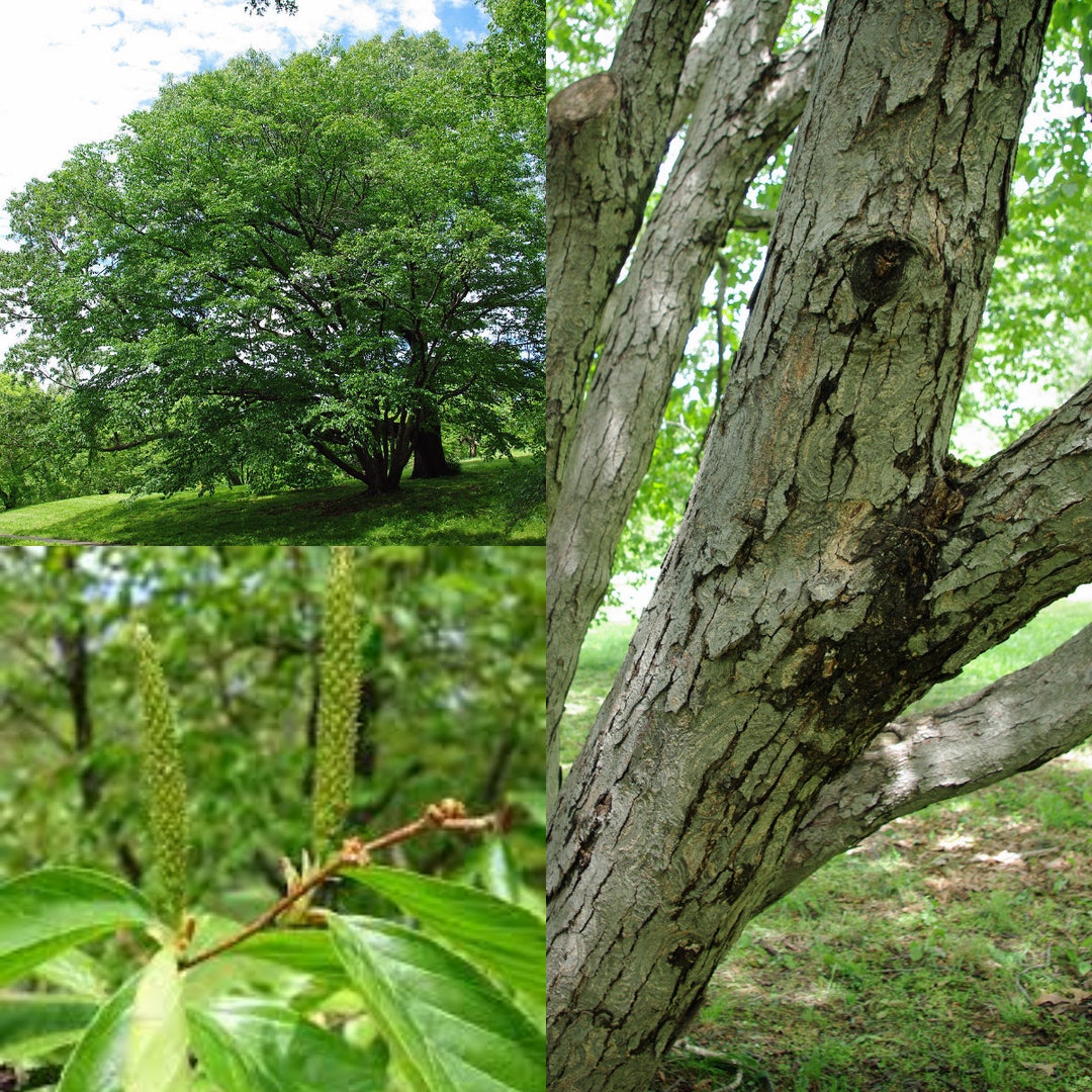 Seeds for Planting, Betula Schmidtii Seeds, Schmidt Birch, Iron Birch ...