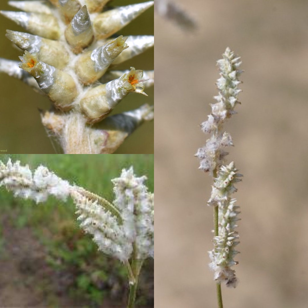 Seeds for Planting, Froelichia Floridana Seeds, Prairie Cottonweed ...
