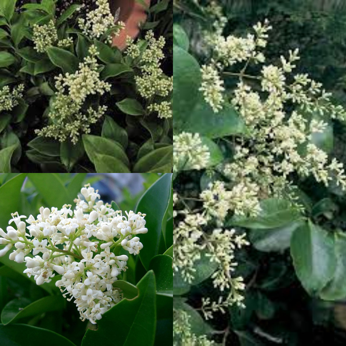 Recurve Ligustrum Shrub