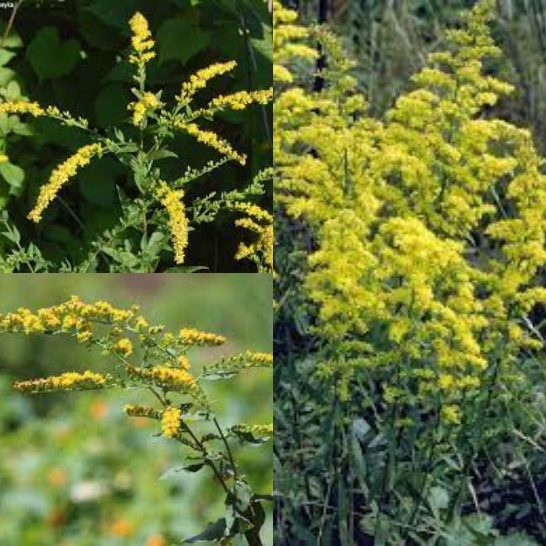 Seeds for Planting, Solidago Ulmifolia Seeds, Elmleaf Goldenrod, Elm ...