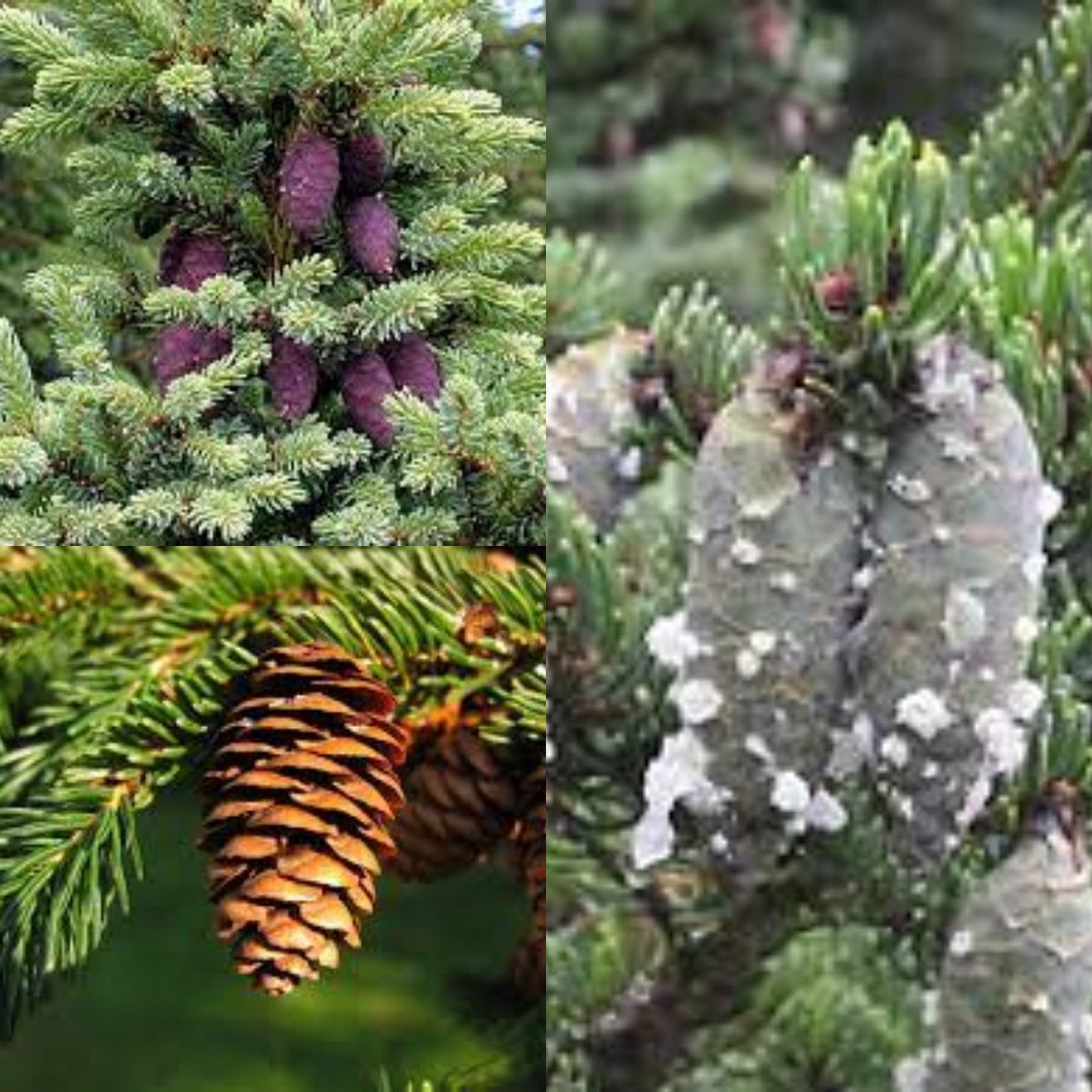 Seeds for Planting, Picea Mariana X Rubens Seeds, X Red Spruce Hybrid ...