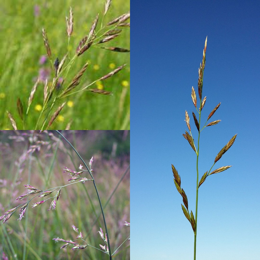 Seeds for Planting, Festuca Pratensis Seeds, Meadow Fescue,~ Bulk ...