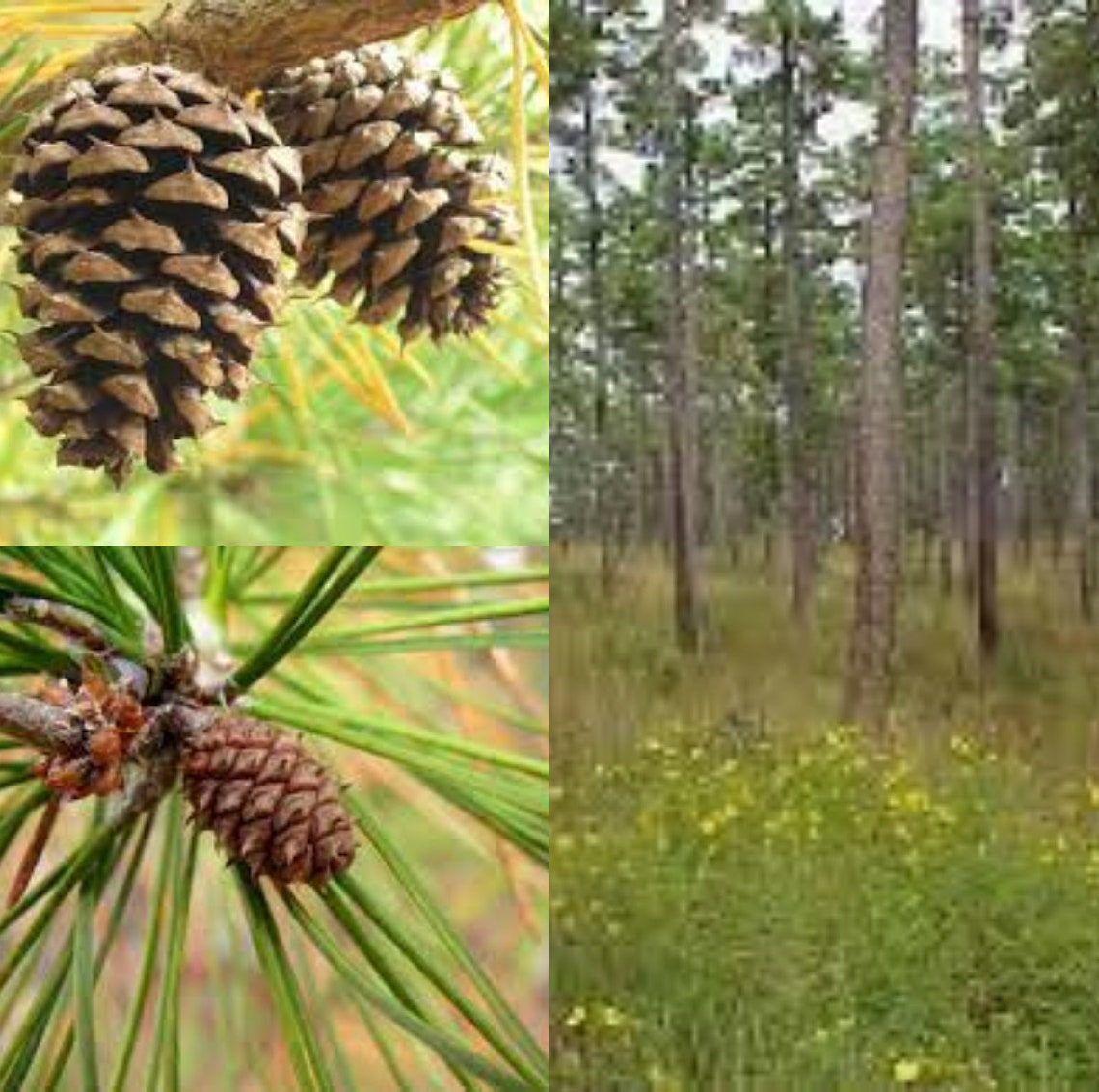 Seeds for Planting, Pinus Echinata Seeds, Shortleaf Pine, Pinus Mitis ...