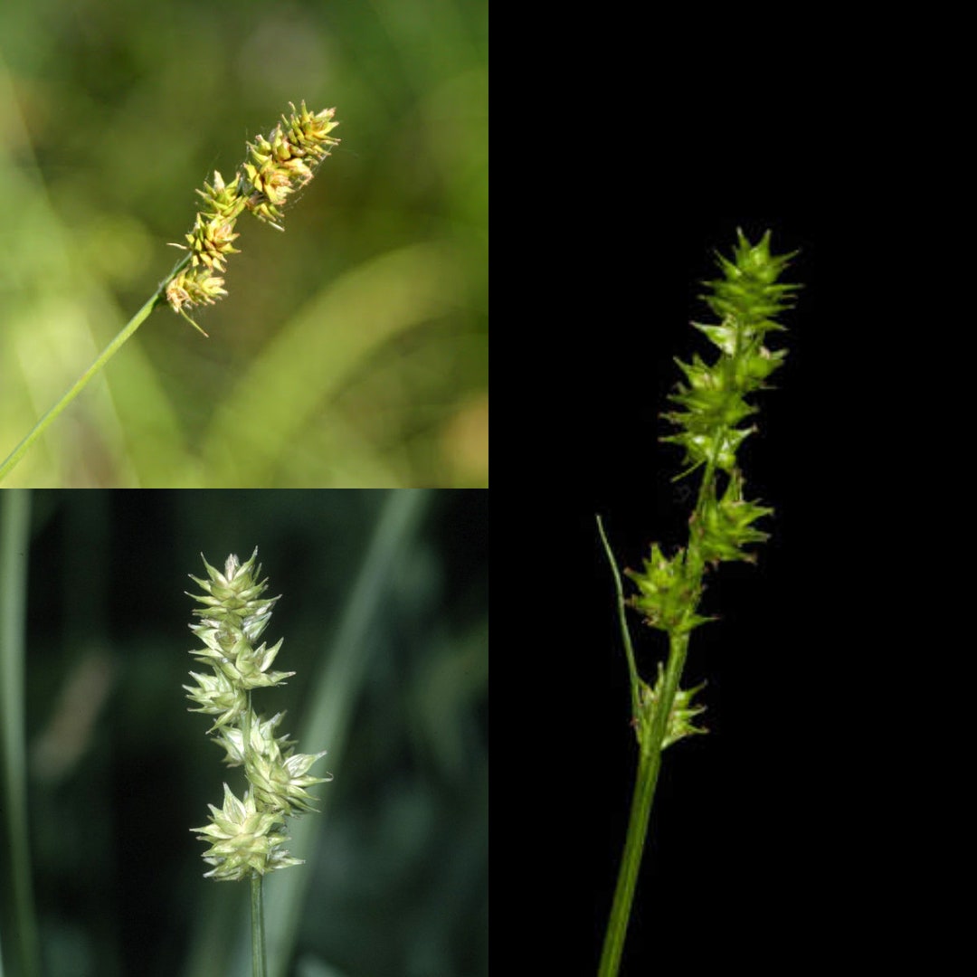 Seeds for Planting, Carex Sparganioides Seeds, Bur-reed Sedge, Loose ...