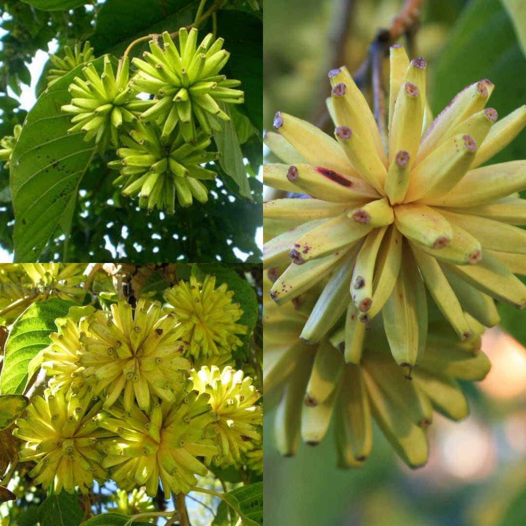 Seeds for Planting, Camptotheca Acuminata Seeds, Camptotheca, Happy ...