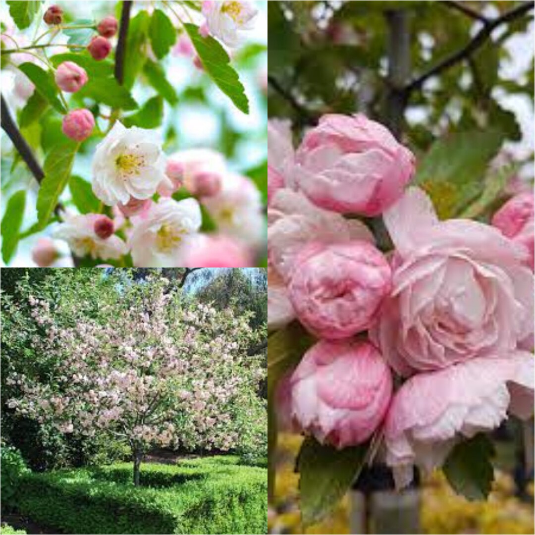 Seeds for Planting, Malus Ioensis Seeds, Prairie Crab Apple,~ Bulk ...