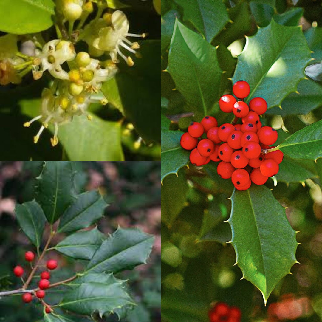 Seeds for Planting, Ilex Opaca Southern Seeds, Holly,~ Bulk Wholesale ...