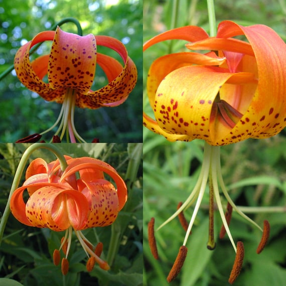 Lilium Michiganense