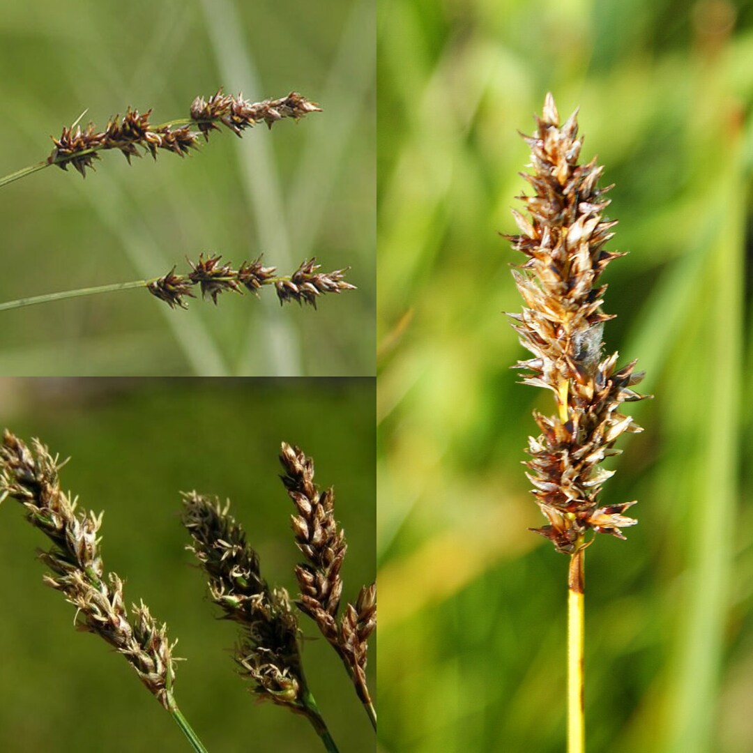 Seeds for Planting, Carex Diandra Seeds, Lesser Tussock-sedge, Lesser ...