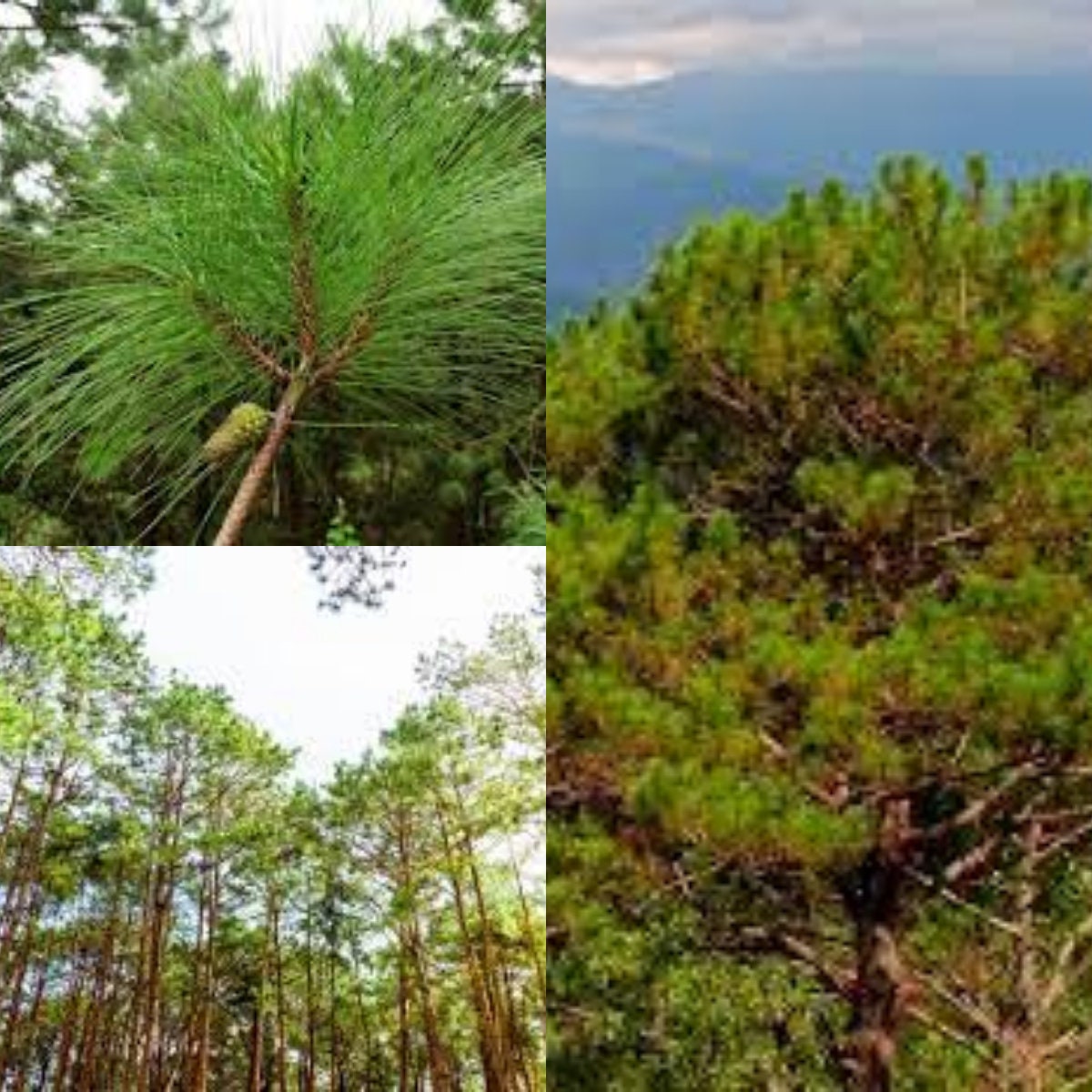 Seeds for Planting, Pinus Kesiya Seeds, Khasi Pine, Pinus Khasya,~ Bulk ...