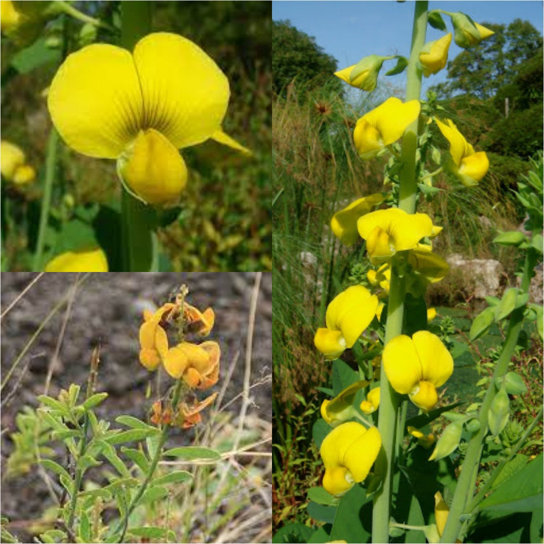 Seeds for Planting, Crotalaria Assamica Seeds, Indian Rattlebox, Bulk ...