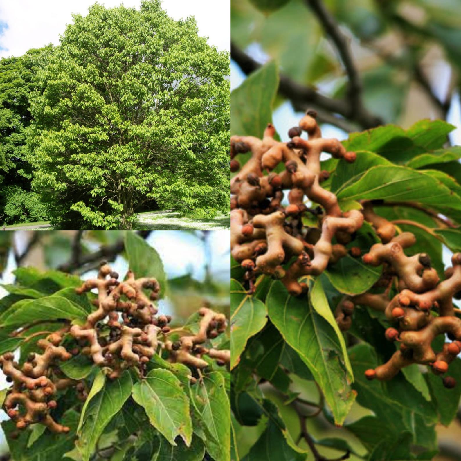 Seeds for Planting, Hovenia Dulcis Seeds, Japanese Raisin Tree ...