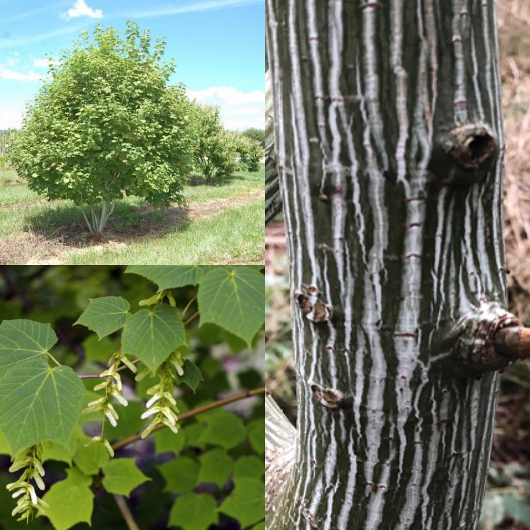 Seeds for Planting, Acer Tegmentosum, Manchu Striped Maple,~ Bulk ...