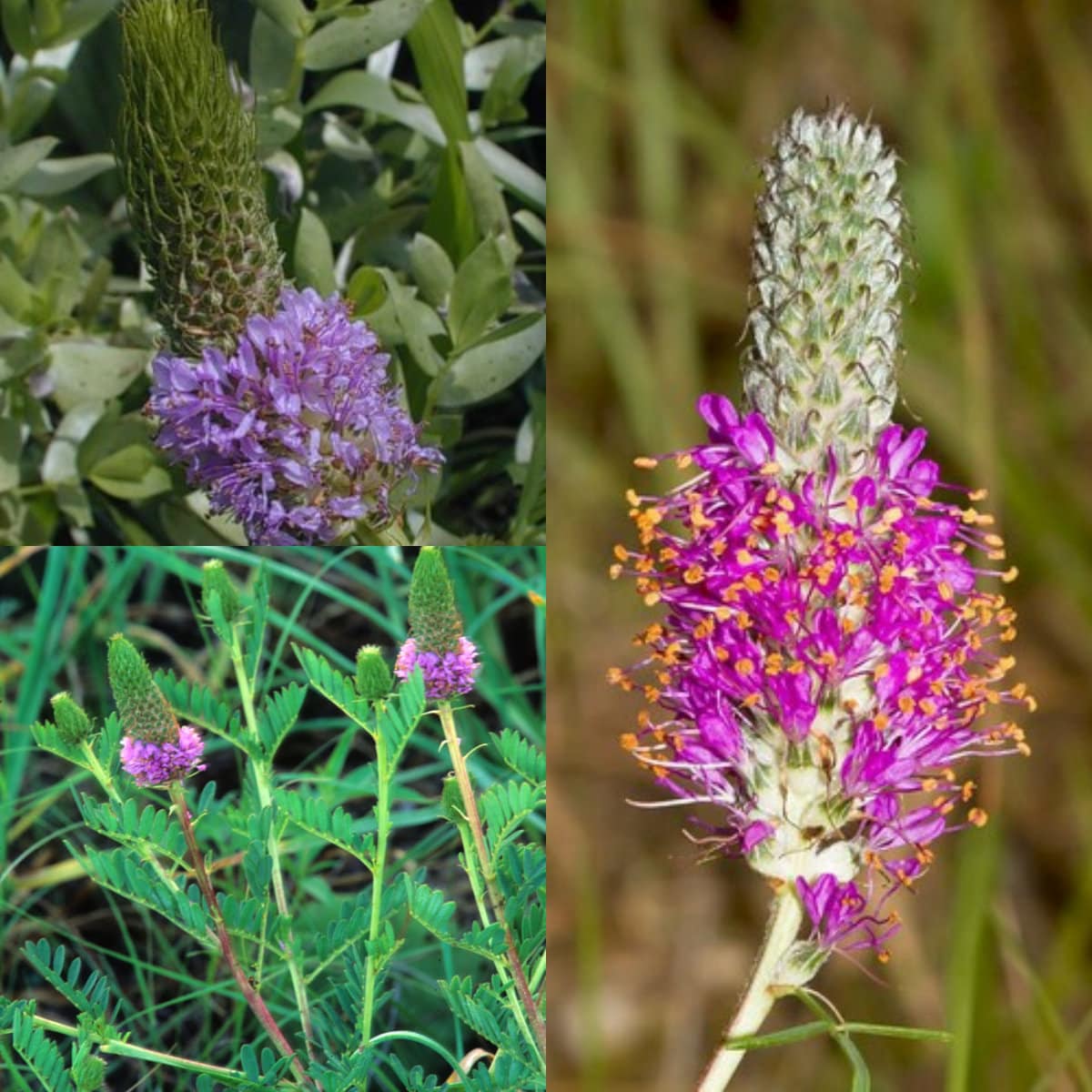 Purple Prairie Clover Seedling