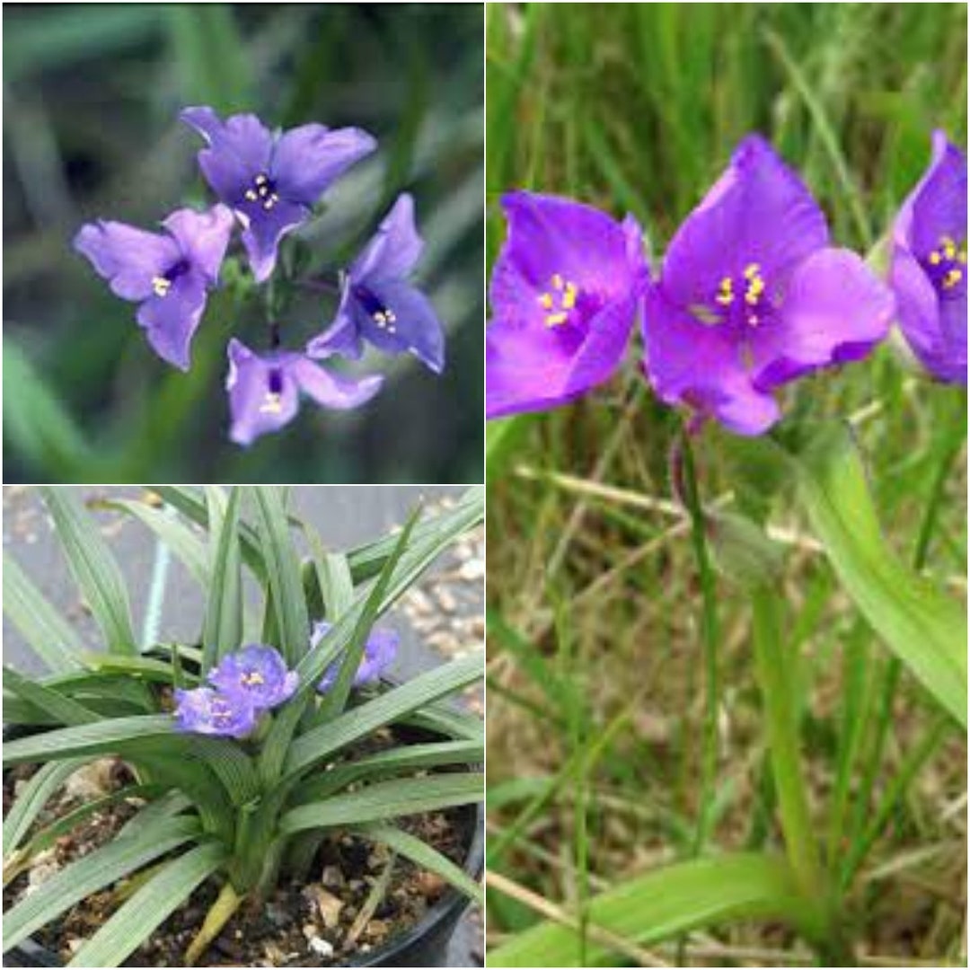 Seeds for Planting, Tradescantia Bracteata Seeds, Longbract Spiderwort ...