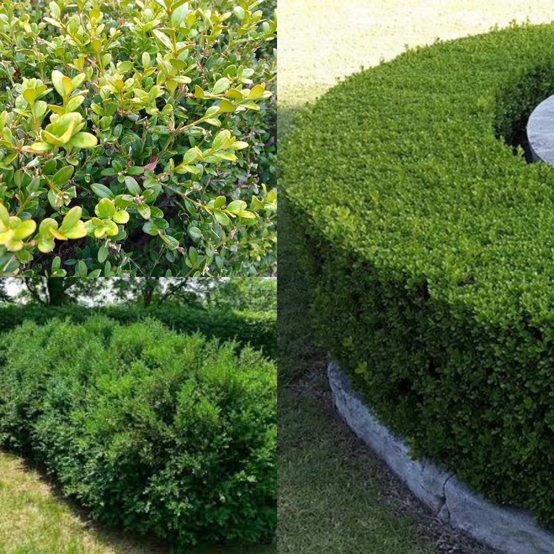 Seeds for Planting, Buxus Microphylla Sinica Seeds, Chinese Boxwood ...