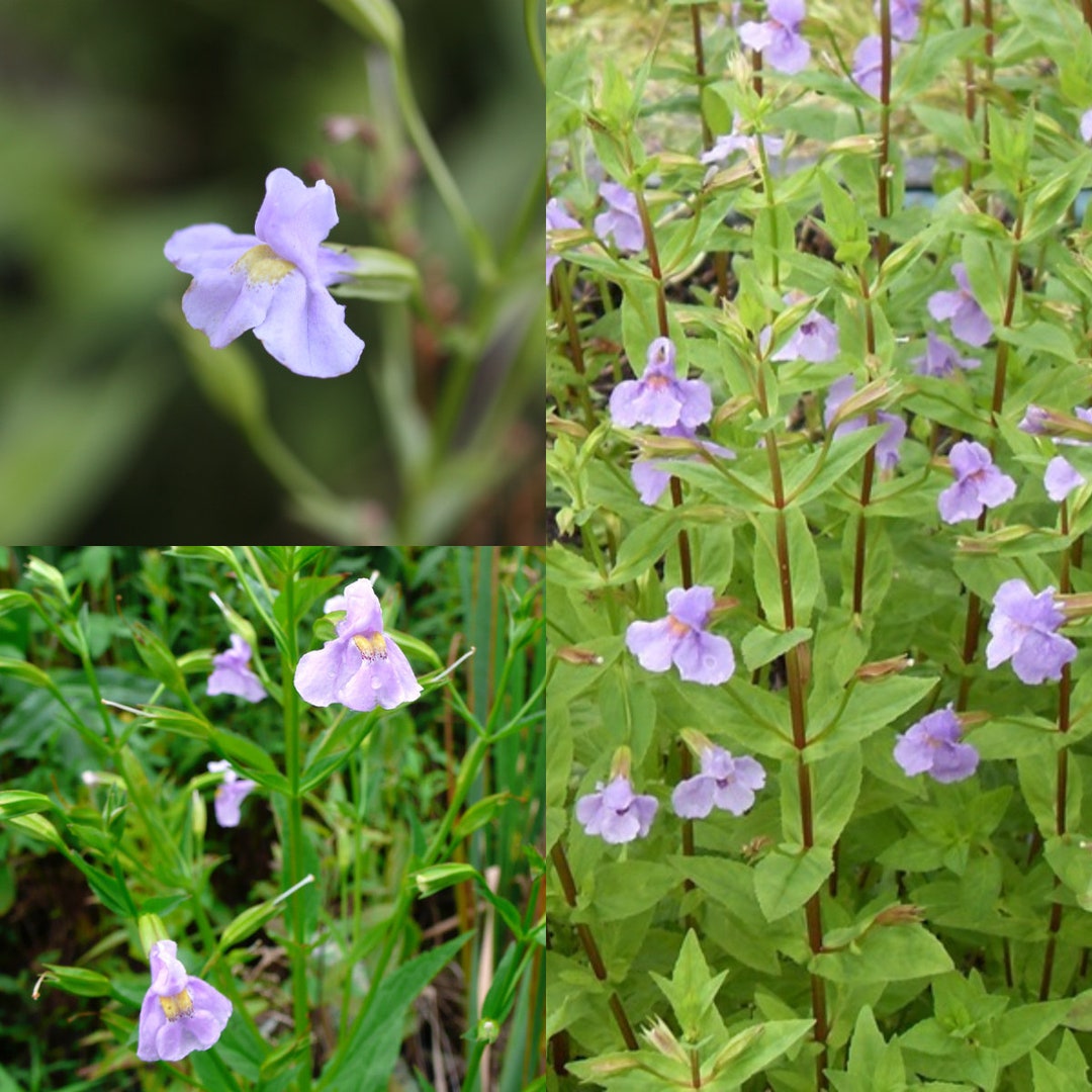 Seeds for Planting, Mimulus Ringens Seeds, Monkeyflower, Allegheny ...