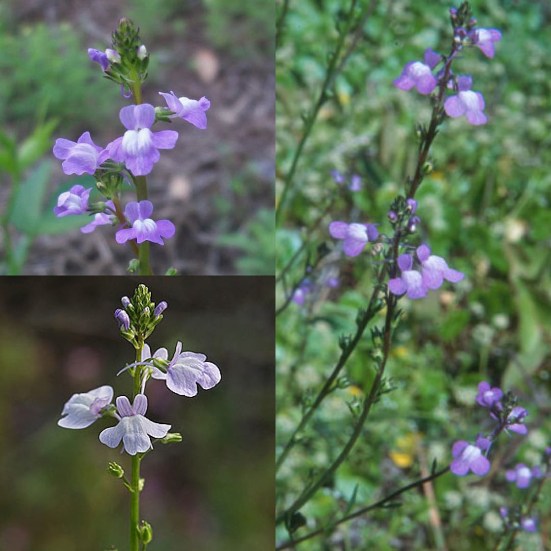 Seeds for Planting, Linaria Canadensis Seeds, Blue Toadflax, ~ Bulk ...