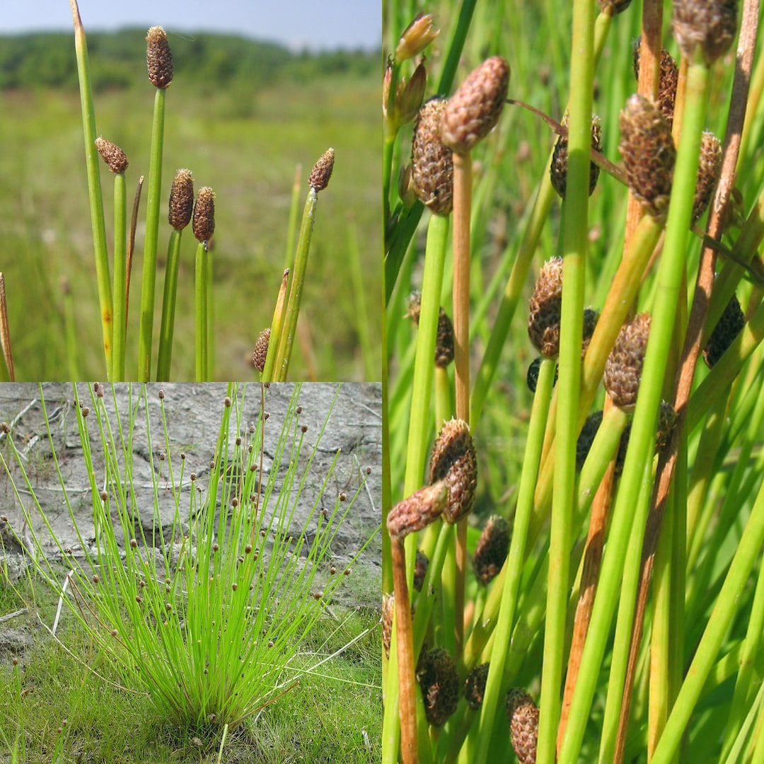 Seeds for Planting, Eleocharis Obtusa Seeds, Blunt Spikerush, ~ Bulk ...