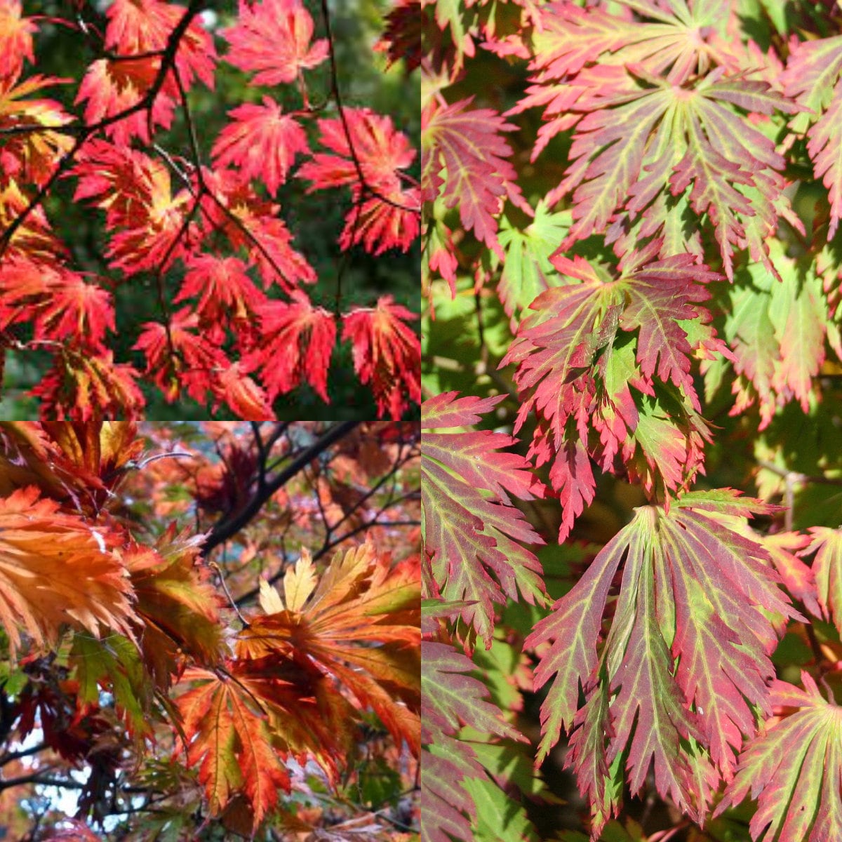 Seeds for Planting, Acer Japonicum Aconitifolium Dry Seed, Fern-leaved ...