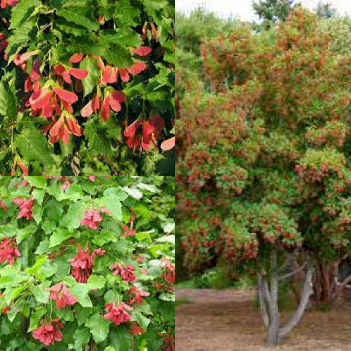 Seeds for Planting, Acer Tataricum, Tatarian Maple, Tartar Maple, Tatar ...