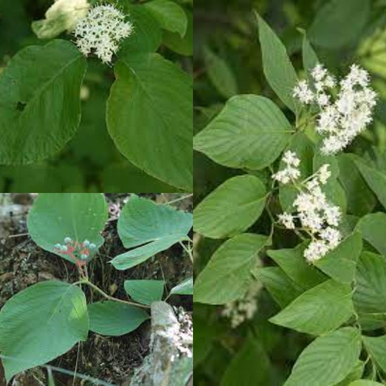 Seeds for Planting, Cornus Rugosa Seeds, Roundleaf Dogwood, ~ Bulk ...