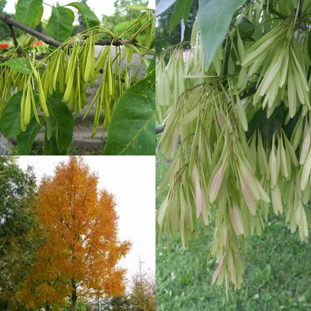 Seeds for Planting, Fraxinus Pennsylvanica Seeds, Ash, Northern Red Ash ...