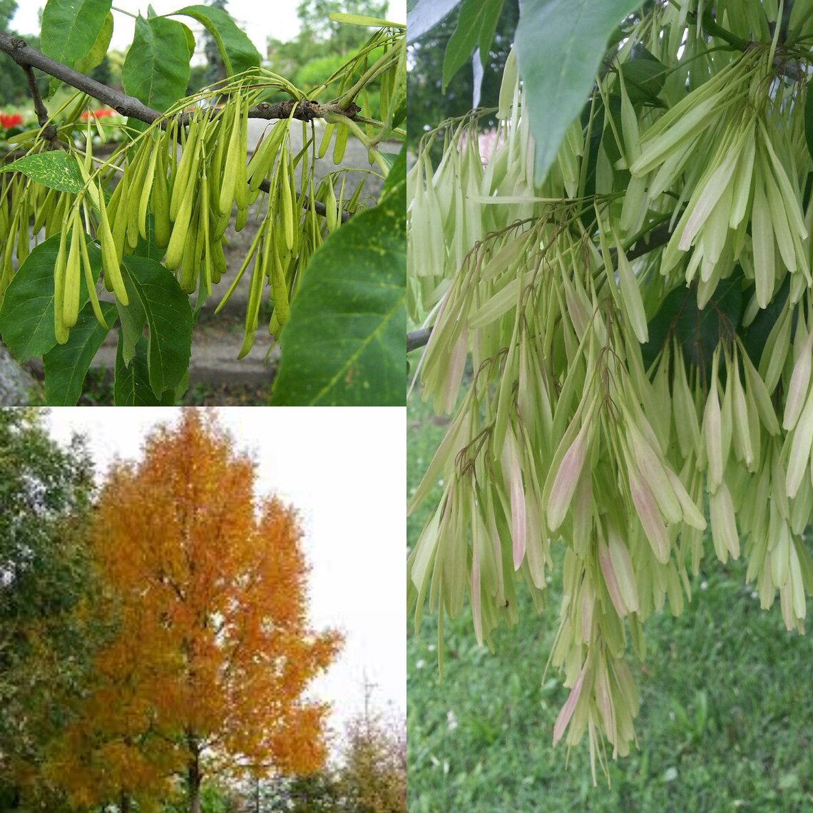Seeds for Planting, Fraxinus Pennsylvanica Seeds, Ash, Northern Red Ash ...