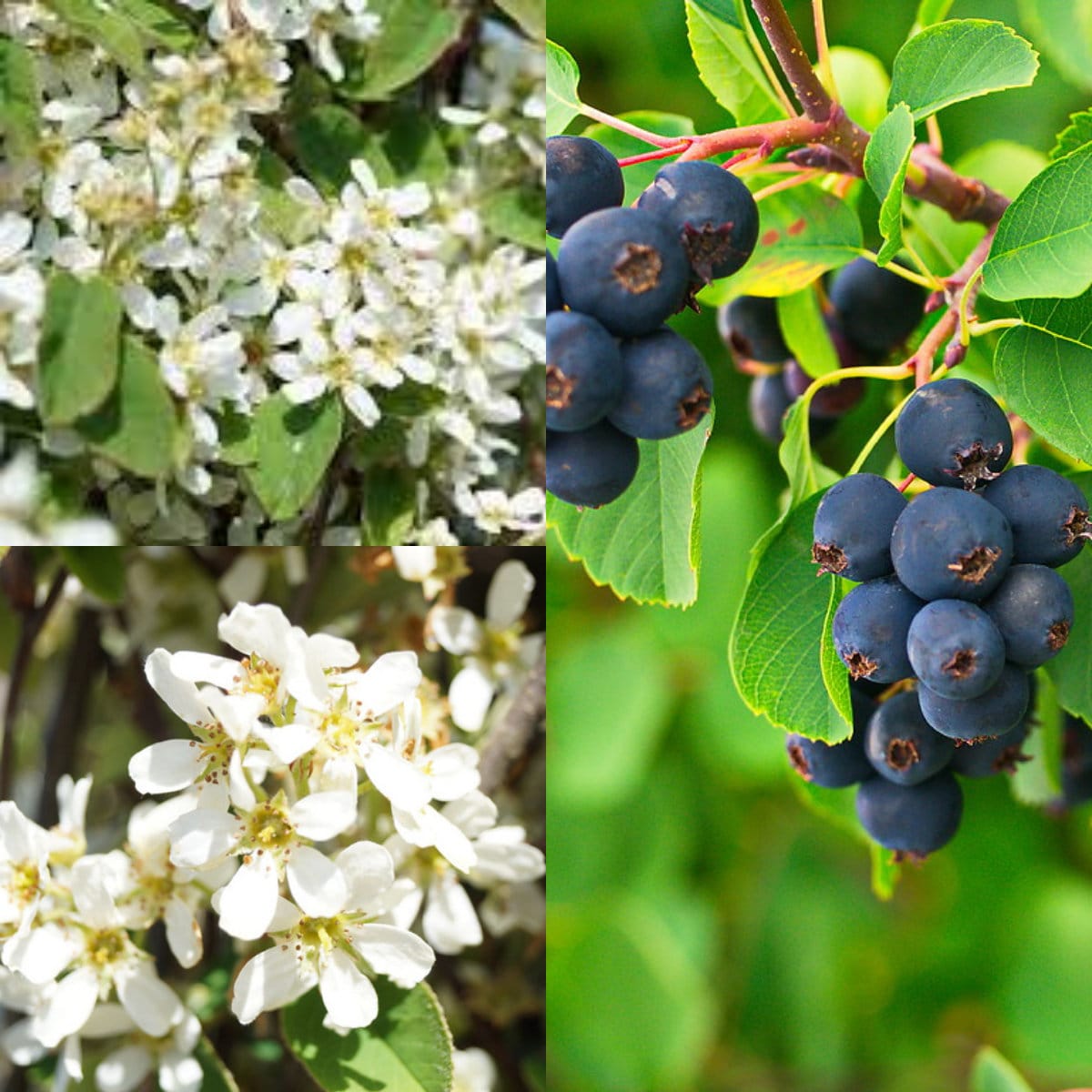 Seeds for Planting, Amelanchier Spicata Seeds, Dwarf Serviceberry ...