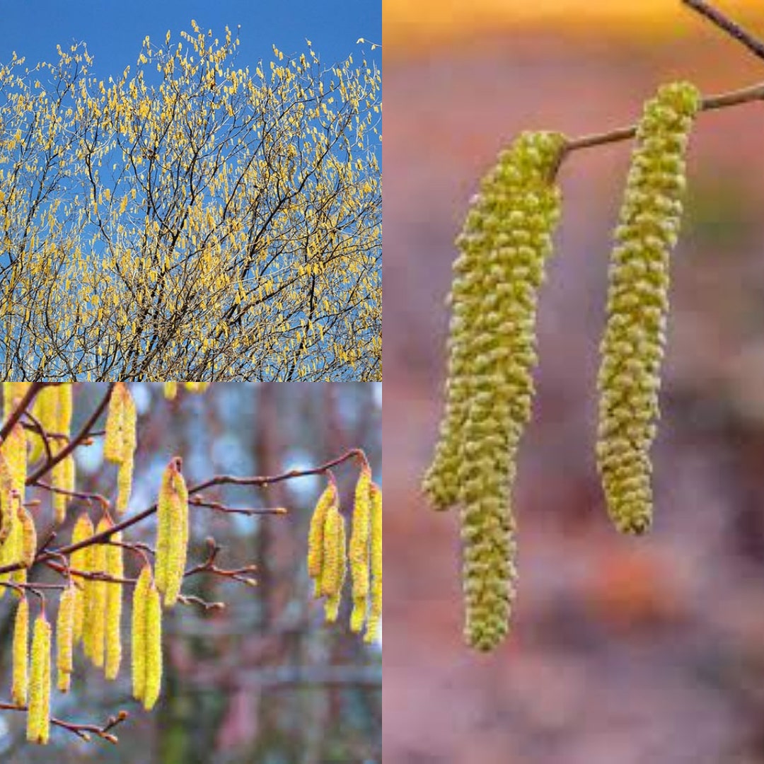 Seeds for Planting, Corylus Avellana Seeds, Common Filbert, European ...