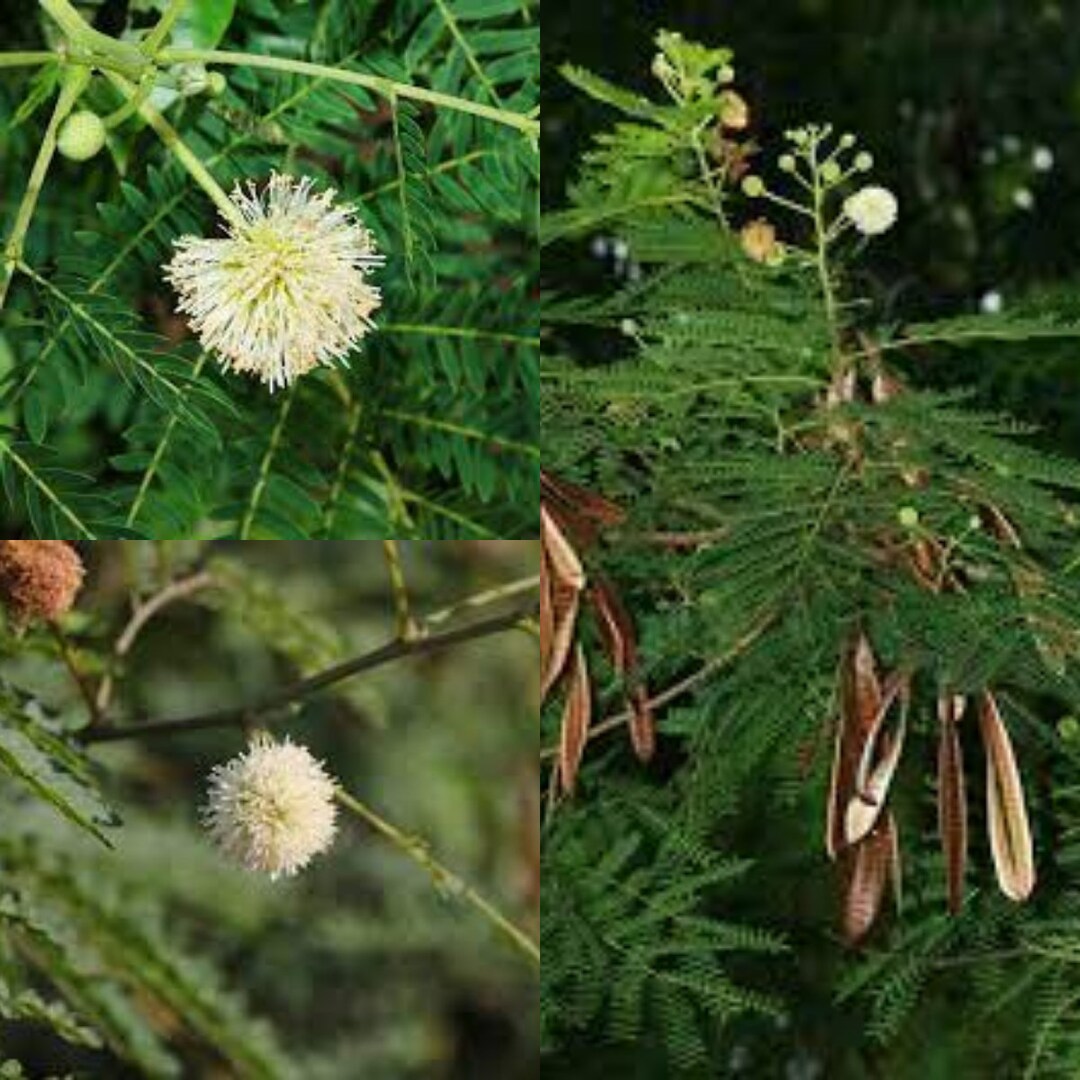 Seeds for Planting, Leucaena Leucocephala Giant K8 Seeds, White ...