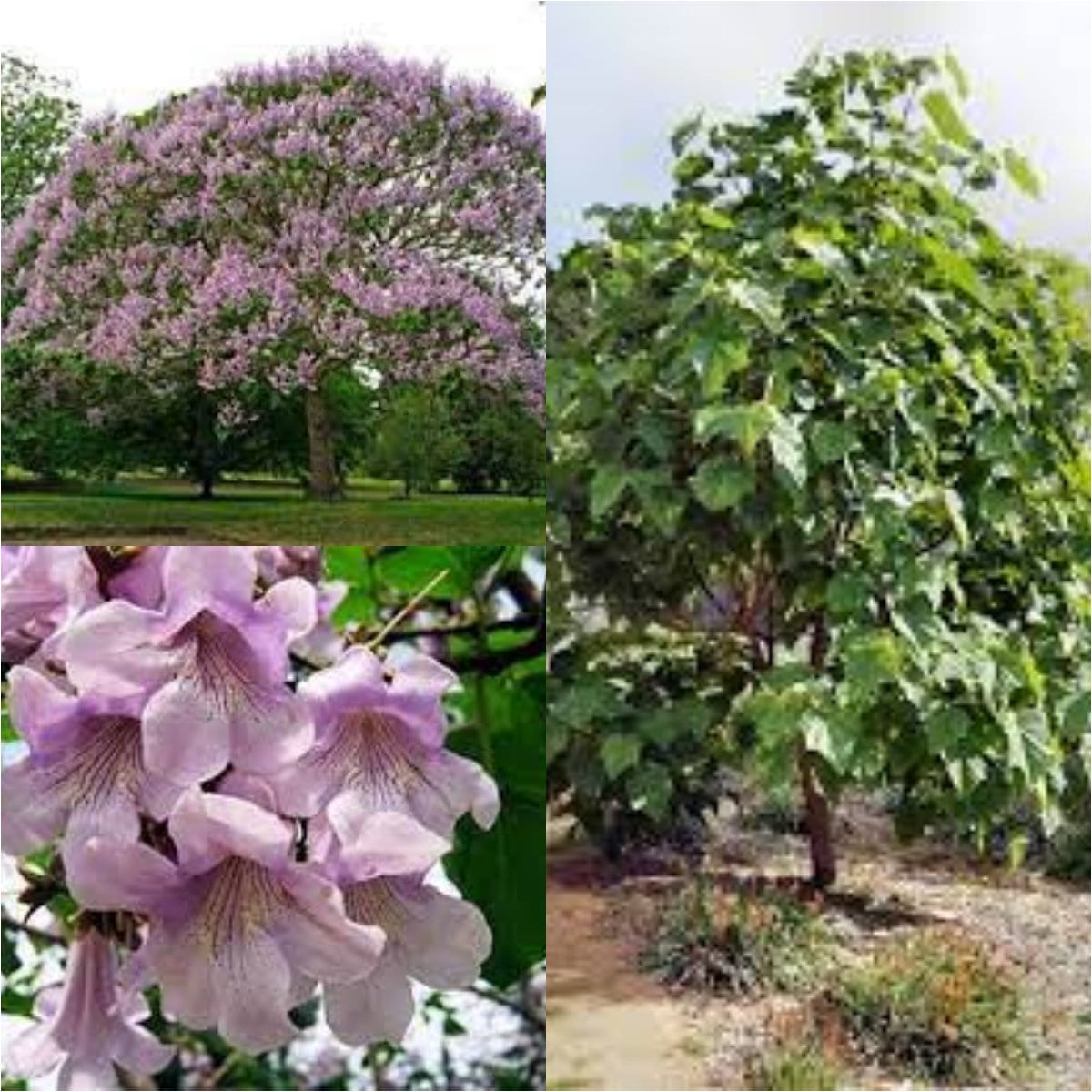 Seeds for Planting, Paulownia Kawakamii Seeds, Sapphire Dragon Tree ...