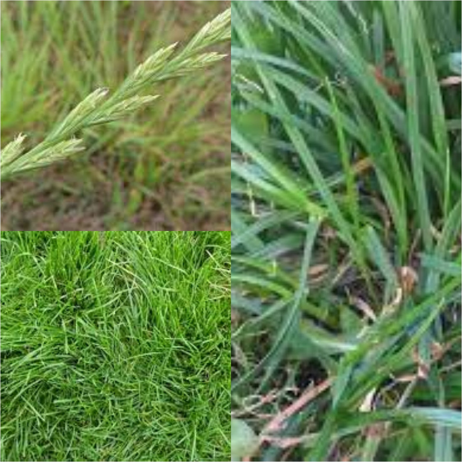 Seeds for Planting, Lolium Perenne Tetra Sweet Seeds, Perennial ...