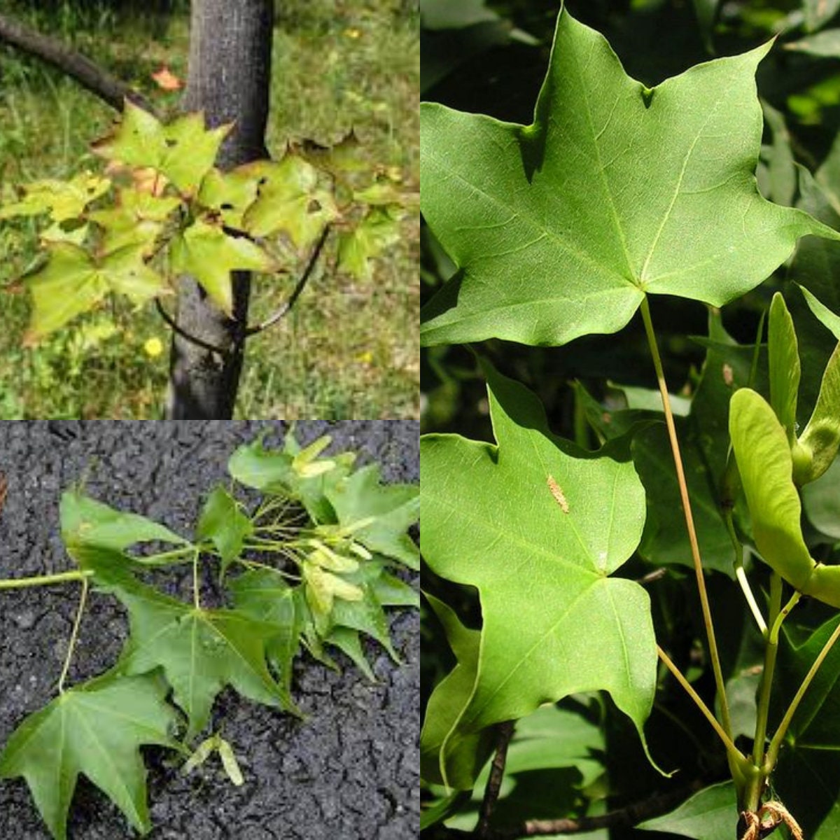 Seeds for Planting, Acer Mono Seed, Painted Maple,~ Bulk Wholesale ...