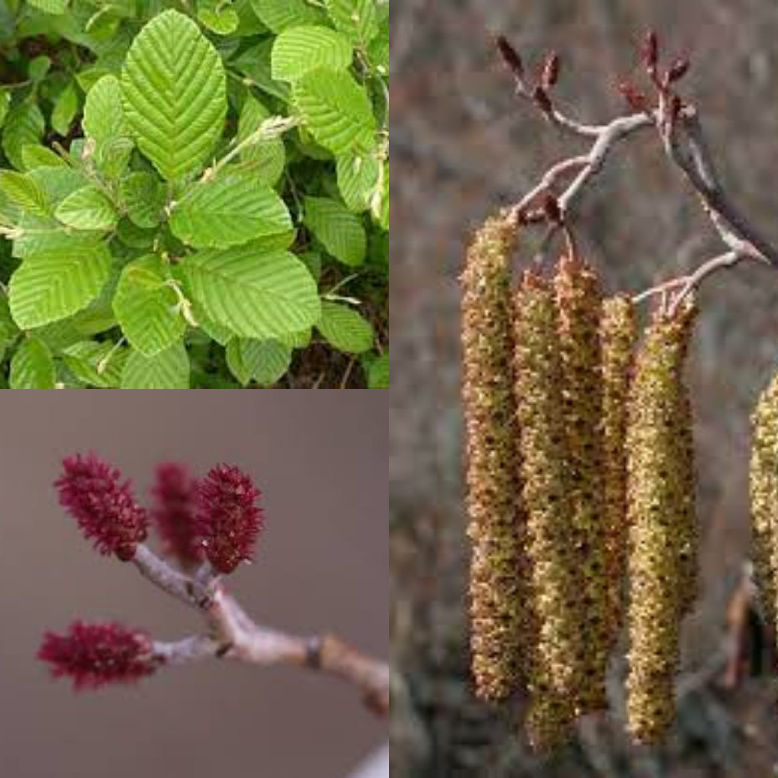 Seeds for Planting Alnus Serrulata Seeds Hazel Alder Bulk - Etsy
